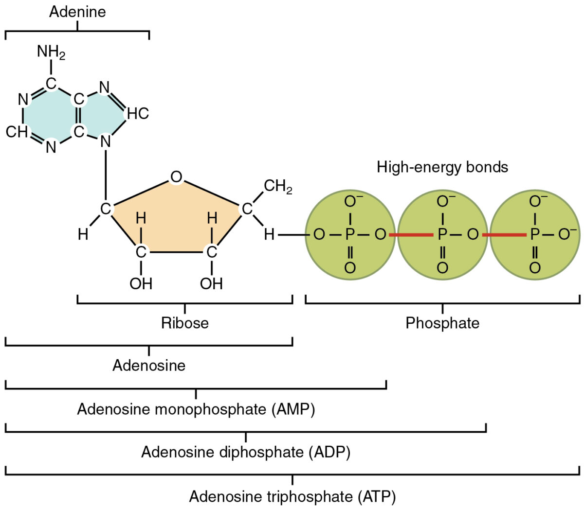 PEAK ATP: The Ultimate Guide to Disodium ATP Supplements