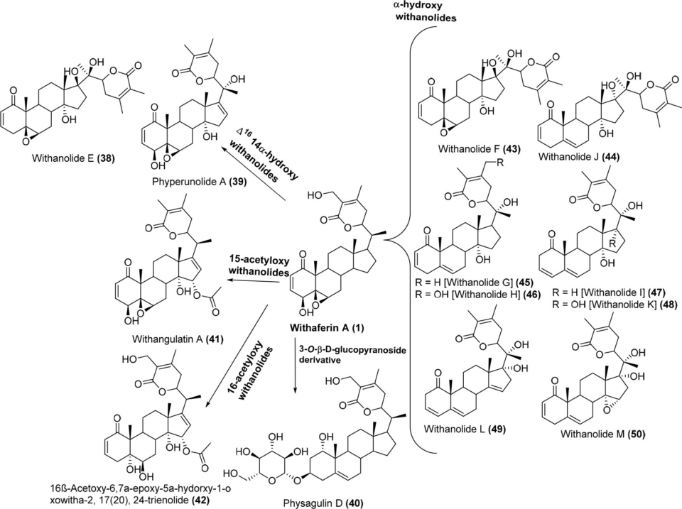 Shoden and the Ashwagandha Evolution: The Rise of Glycoside-Enhanced ...