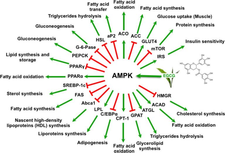 PurpleForce: AMPK-Boosting Purple Tea Extract with Patented GHG®