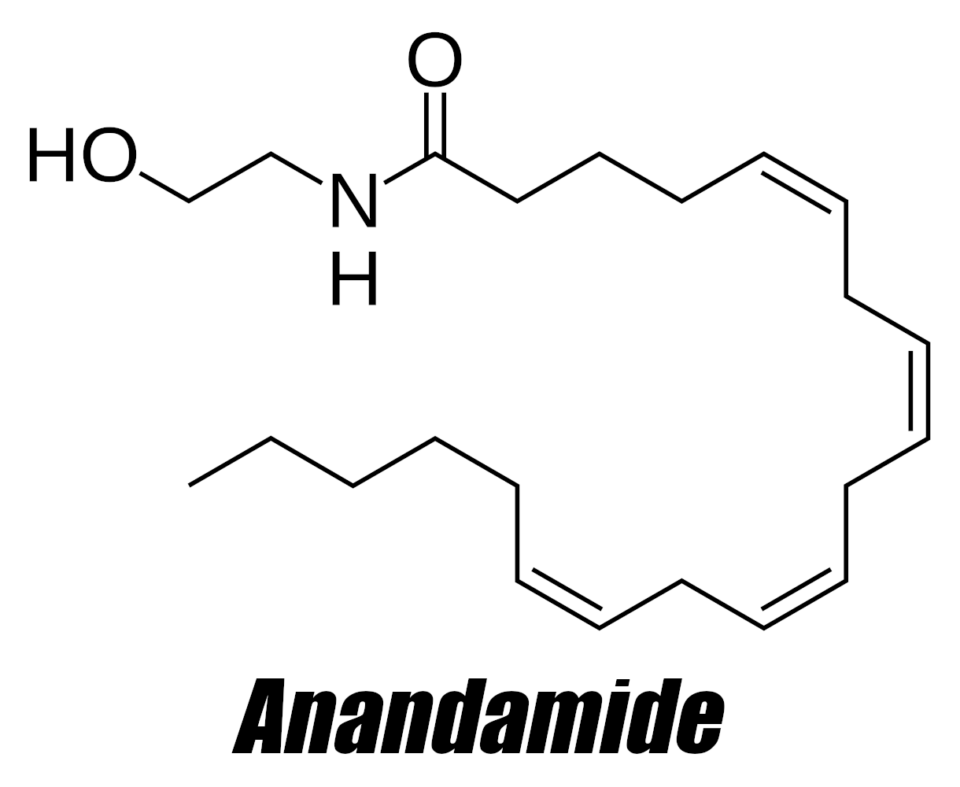 Anandamide: The Body's Blissful Endocannabinoid Molecule