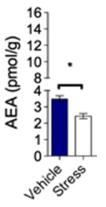 Anandamide: The Body's Blissful Endocannabinoid Molecule
