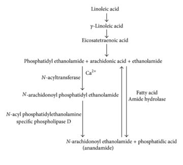 Anandamide: The Body's Blissful Endocannabinoid Molecule