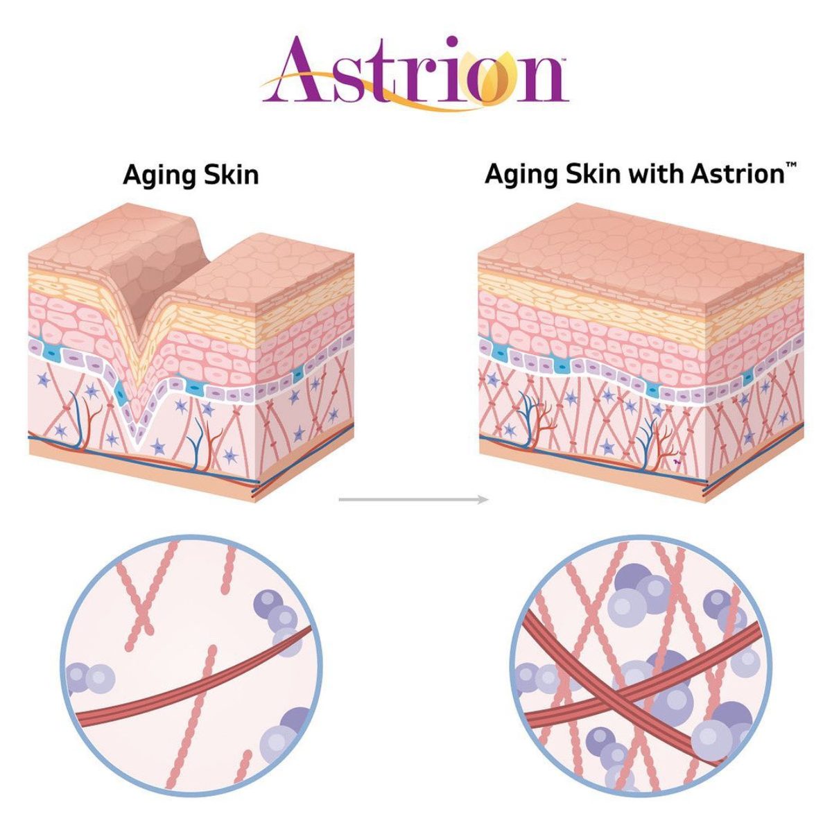 NuLiv Science Astrion: Deep-Acting Skin Health Ingredient