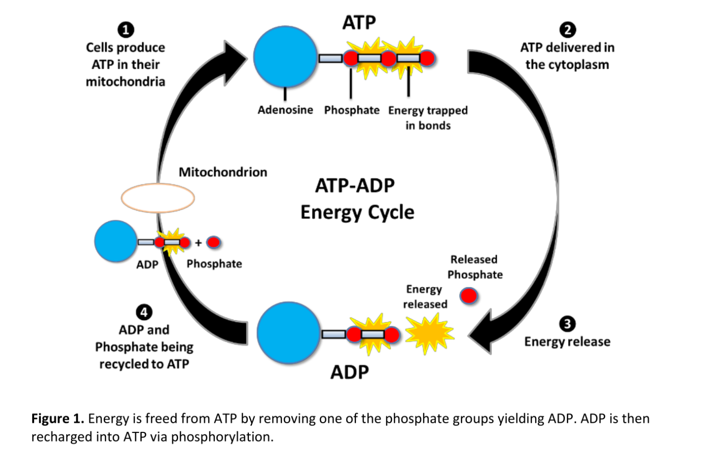PEAK ATP: The Ultimate Guide to Disodium ATP Supplements