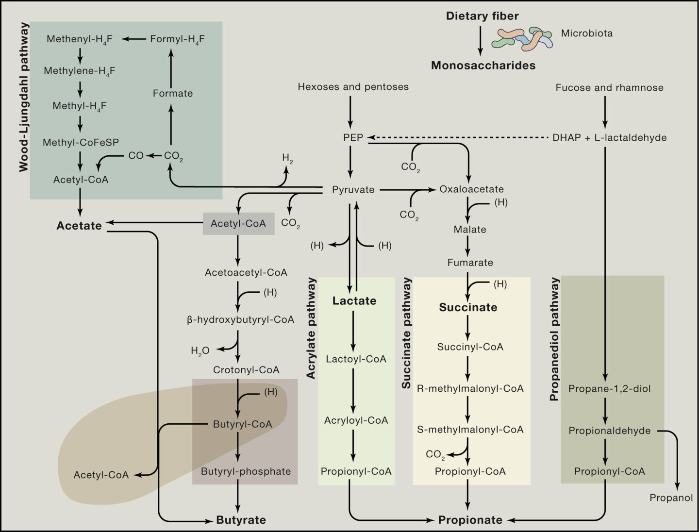 Butyrate: The Blueprint for Microbiome Fuel and Gut Health with ButyraGen