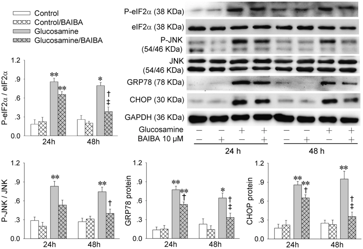 Glycogen Supercompensation Breakthrough: New Research on MitoBurn's ...
