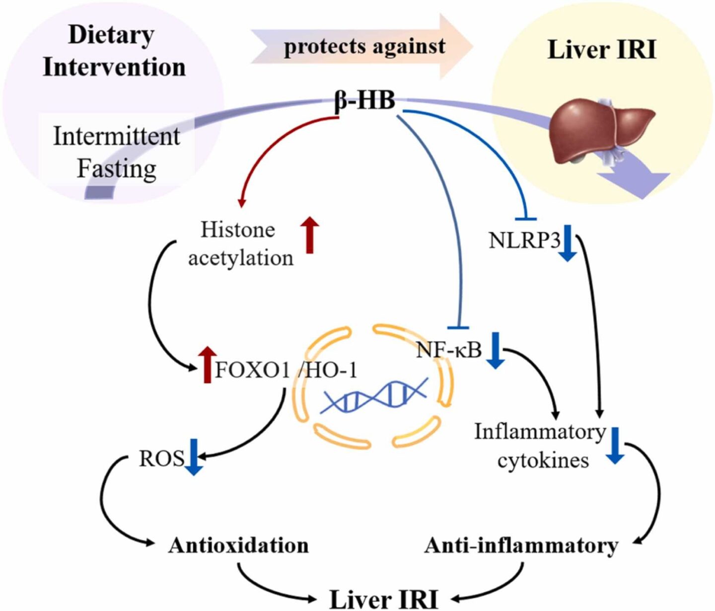 Exogenous Ketones for Liver Health: A Healthier Alternative to High-Fat ...