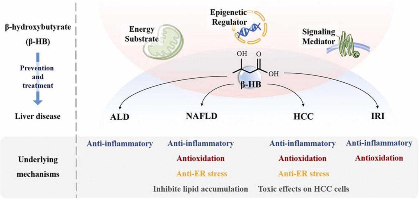 Exogenous Ketones for Liver Health: A Healthier Alternative to High-Fat ...