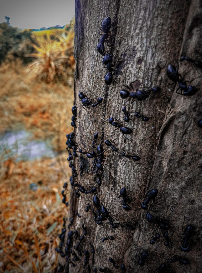 Bucked Up Black Ant: Strength You Can Feel with the Power of ANTS