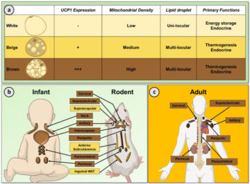 WAT to BAT: A High-Metabolism Guide to Brown and White Fat