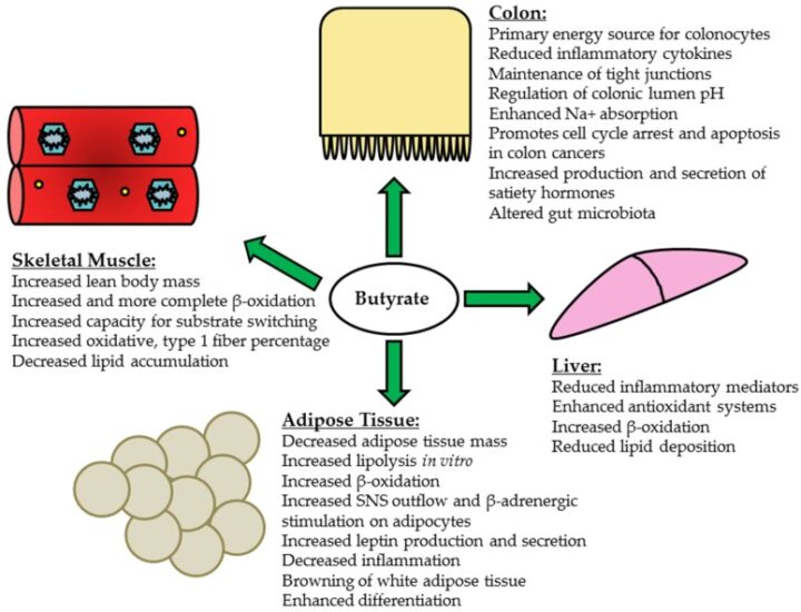 Butyrate: The Blueprint for Microbiome Fuel and Gut Health with ButyraGen