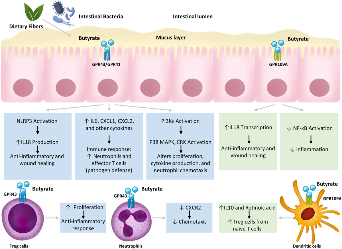 Butyrate: The Blueprint for Microbiome Fuel and Gut Health with ButyraGen