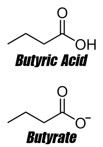 Tributyrin: The Gut Health Optimizer
