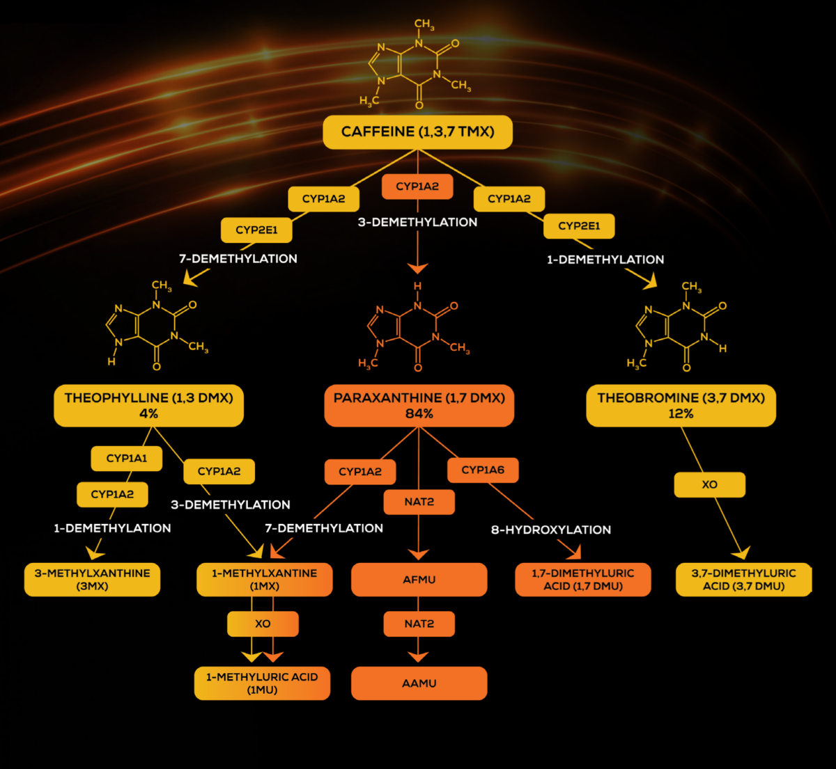 Paraxanthine: Caffeine's Major Metabolite for Laser-Targeted Energy