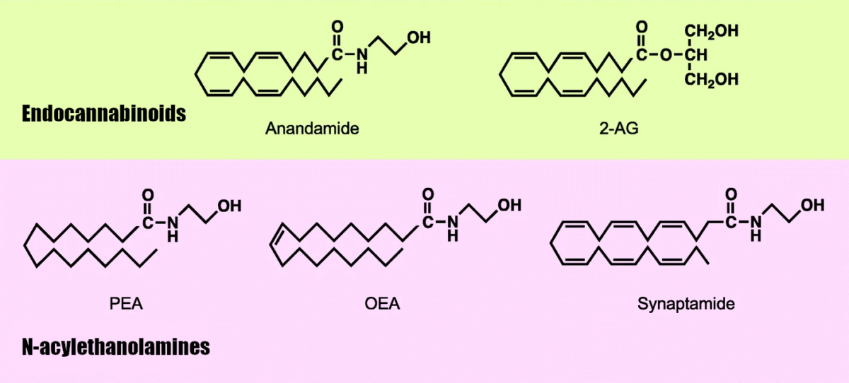 Anandamide: The Body's Blissful Endocannabinoid Molecule