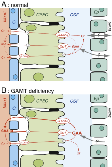 Guanidinoacetic Acid (GAA): A Guide to Creatine's Precursor - Benefits ...