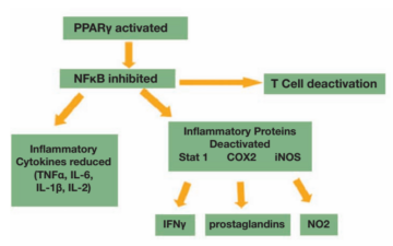 ParActin: Inflammation-Fighting Joint Supplement Ingredient