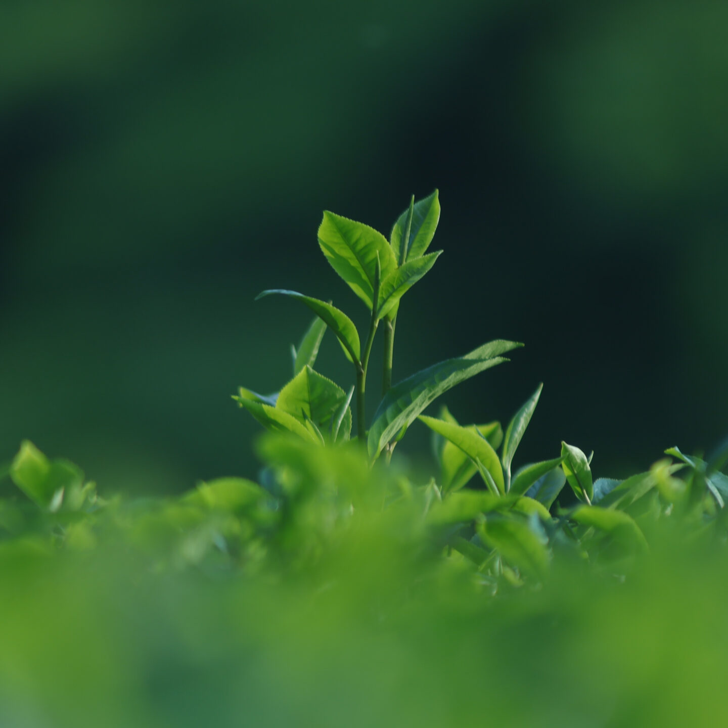 Modere CURB Sets a New Standard in Weight Loss and Appetite Suppression ...