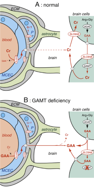 Guanidinoacetic Acid (GAA): A Guide to Creatine's Precursor - Benefits ...