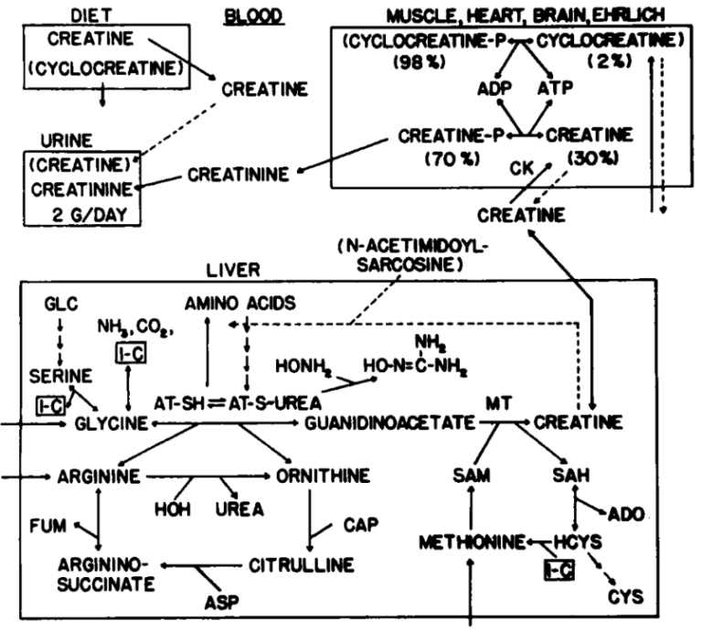Guanidinoacetic Acid (GAA): A Guide to Creatine's Precursor - Benefits ...