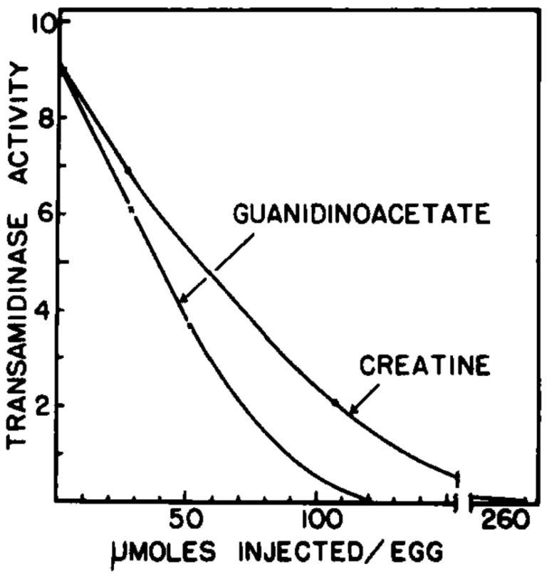 Guanidinoacetic Acid (GAA): A Guide to Creatine's Precursor - Benefits ...