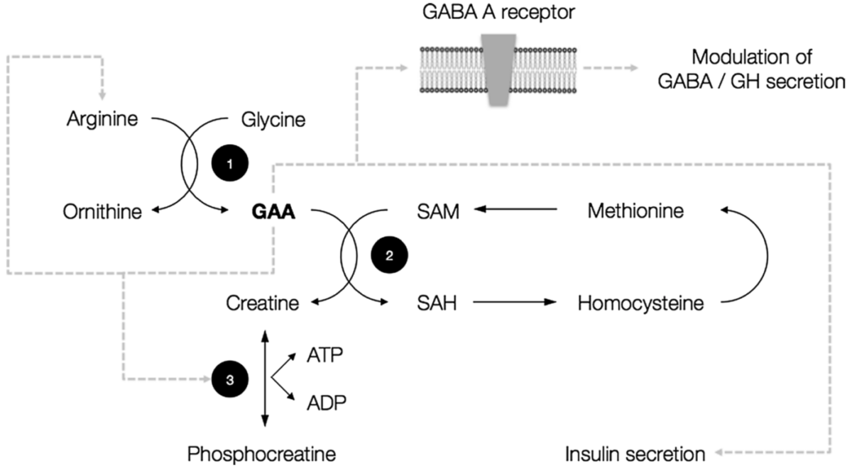 Guanidinoacetic Acid (GAA): A Guide to Creatine's Precursor - Benefits ...