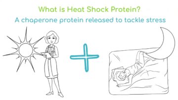 ETAS®: Boost Health by Boosting Heat Shock Protein Production
