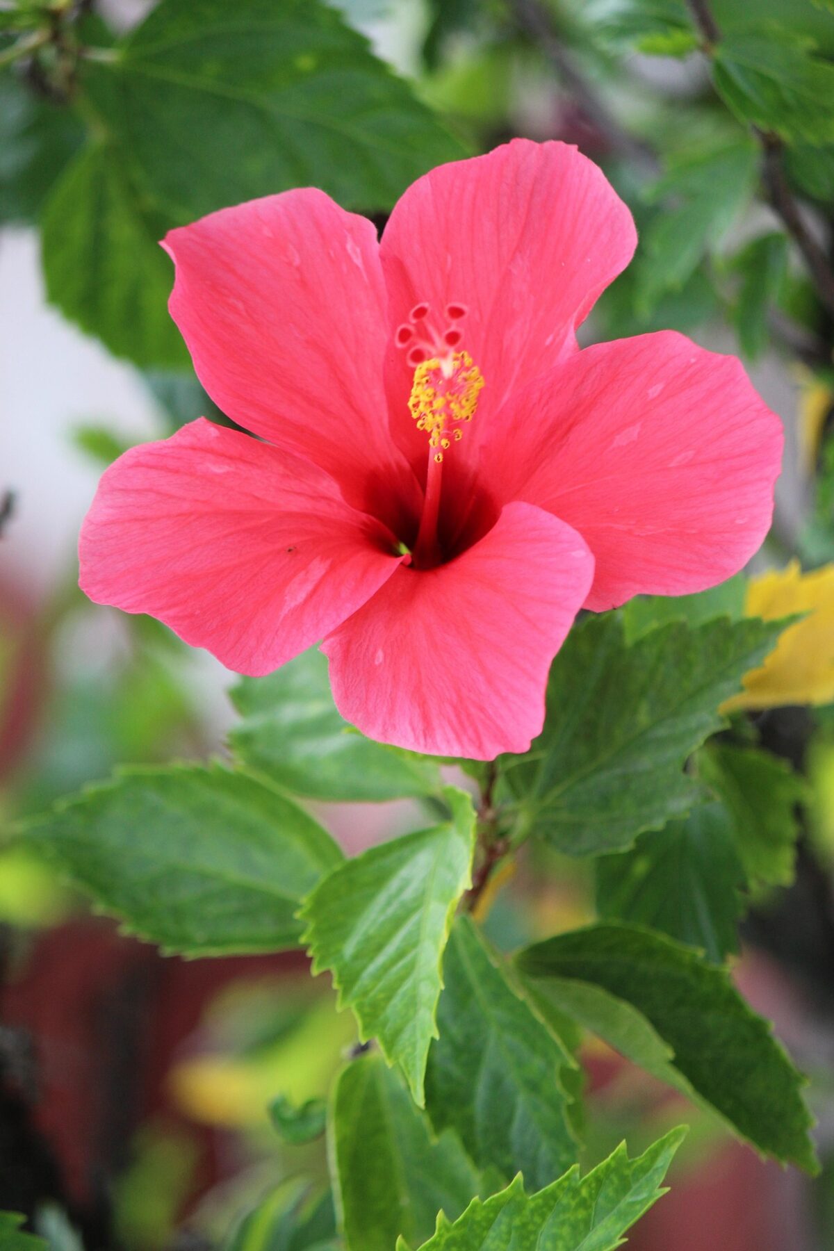 VC-H1 Botanic Collagen Peptides Made from Hibiscus: Where Beauty Blooms