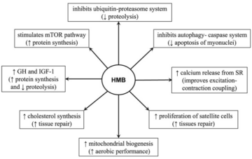 HMB (β-hydroxy β-methylbutyrate): Performance-Driven Muscle Supplement