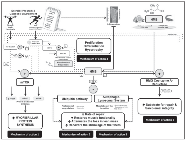 HMB (β-hydroxy β-methylbutyrate): Performance-Driven Muscle Supplement
