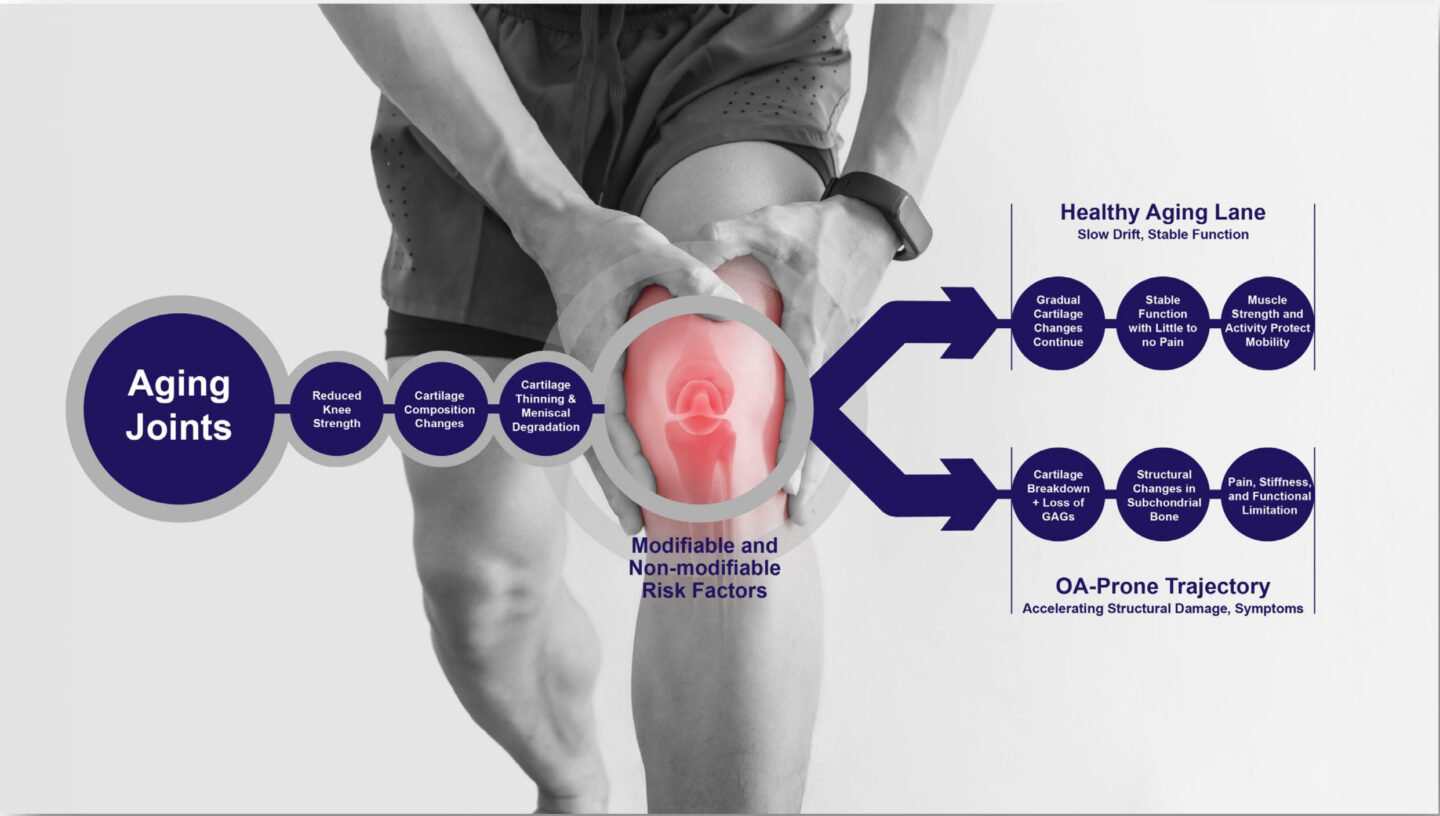 Kinexa: PLT Health's Whole-Joint Longevity Complex, Backed by MRI ...