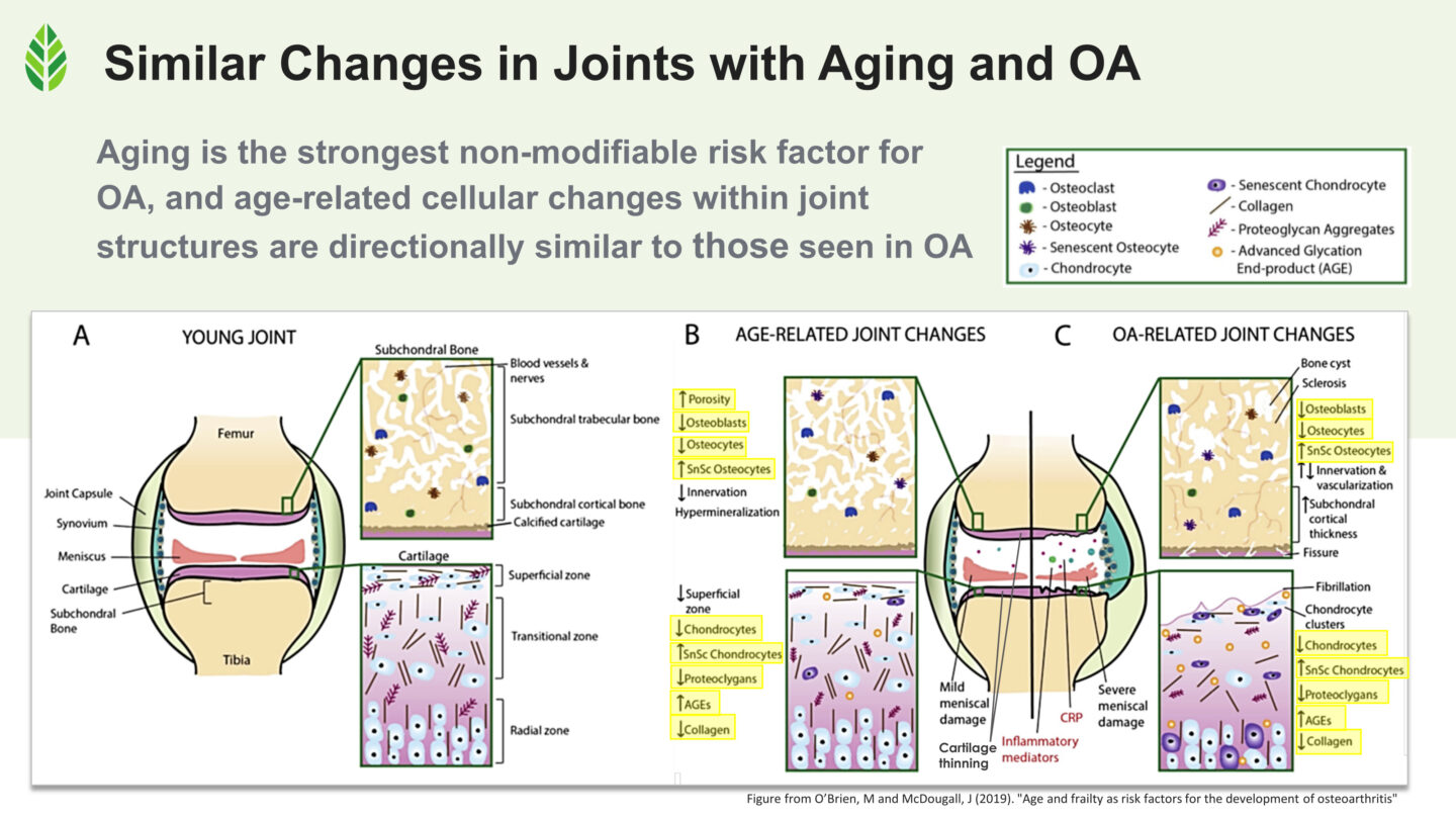 Kinexa: PLT Health's Whole-Joint Longevity Complex, Backed by MRI ...