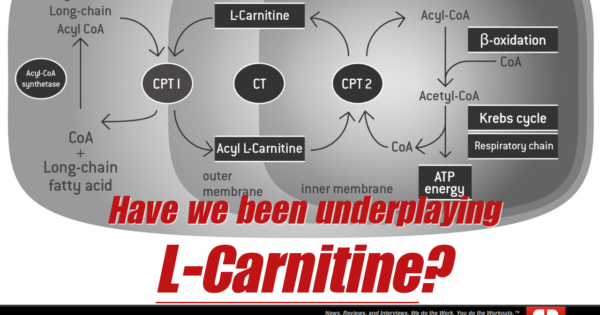 L-Carnitine is Underrated. New Meta Review Reminds Us Why.