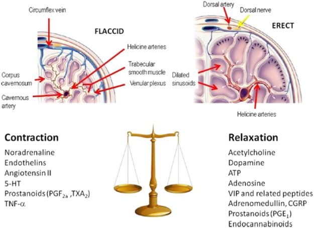 PT-141 (Bremelanotide) and Tadalafil: A Synergistic Libido Powerhouse