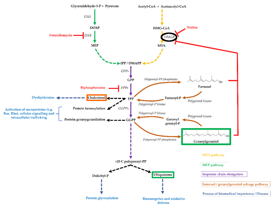 GG-Gold (Geranylgeraniol): The Most Important Essential Nutrient You've ...