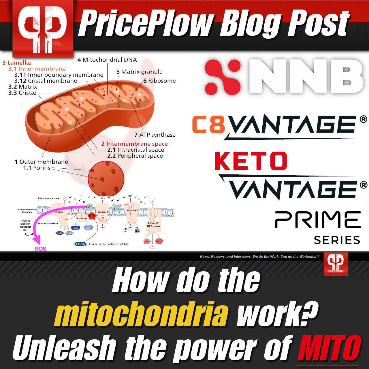 The Power of “Mito”: Optimizing the Mitochondria to Unlock Clean Energy!