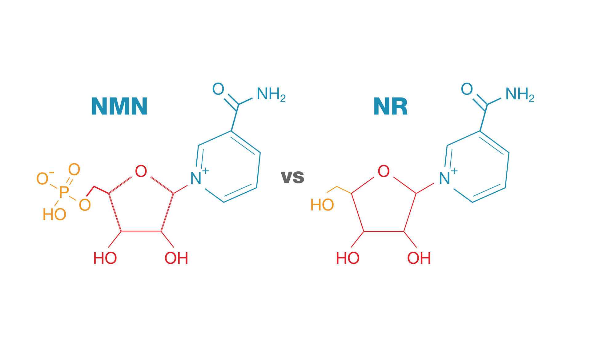 NMN Supplements Nicotinamide Mononucleotide The NAD Energy Precursor
