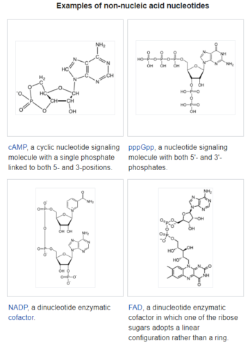 What are Nucleotides and How do they Affect Performance and Immunity?