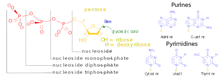 What are Nucleotides and How do they Affect Performance and Immunity?