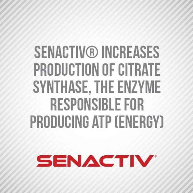 Ekkovision DETHRONER: Consider Your Pre-Workout Dethroned