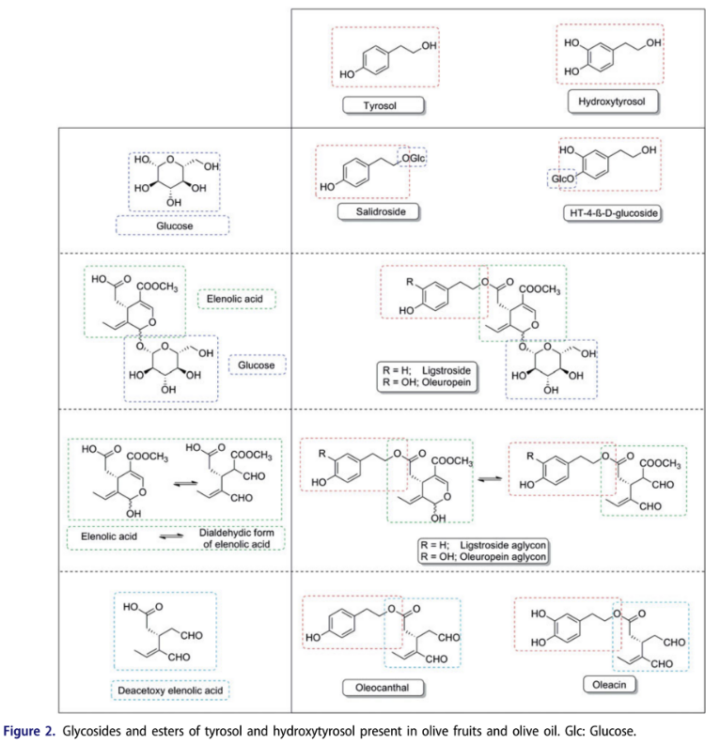 CreaSol SSAT: MolTek Nutrition Unveils CreaSol SSAT (Stabilized Tyrosol ...