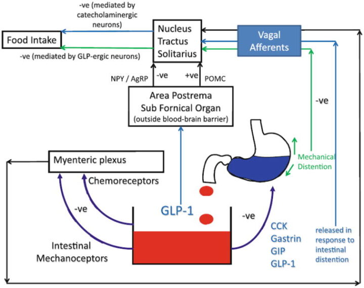 Is Berberine Nature's Ozempic? A Look at GLP-1 Agonists