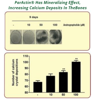 ParActin: Inflammation-Fighting Joint Supplement Ingredient