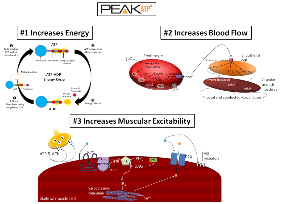 PEAK ATP: The Ultimate Guide to Disodium ATP Supplements