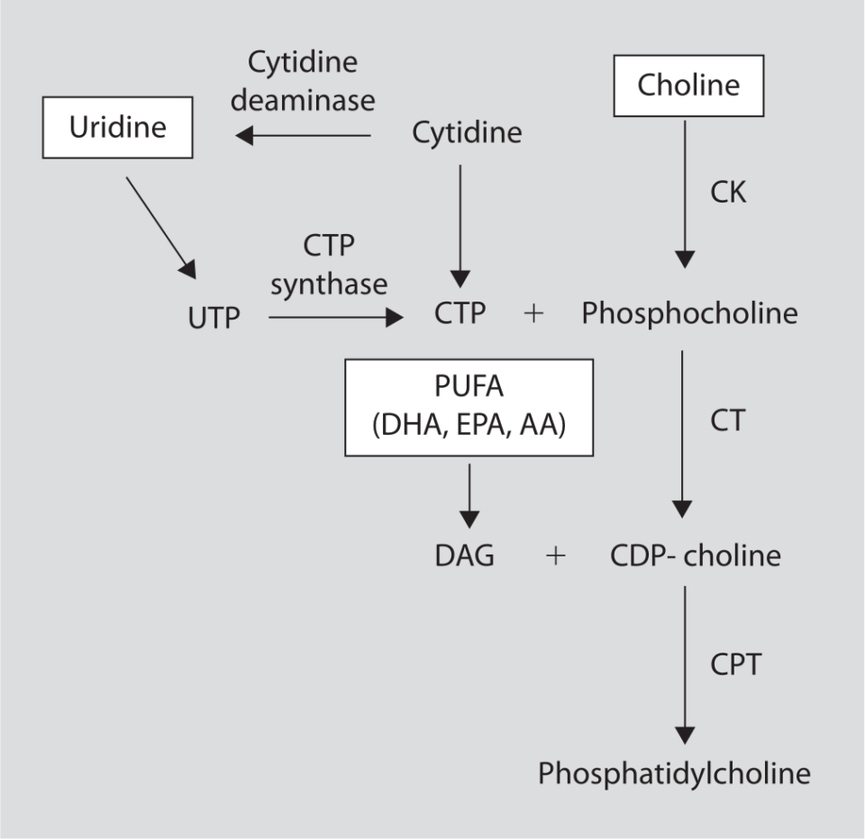 Cognizin® Citicoline: The Brain Choline