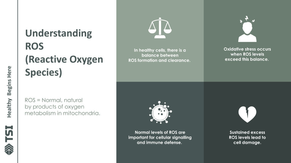 Hobamine: A Revolutionary Approach to Cellular Health with 2-HOBA