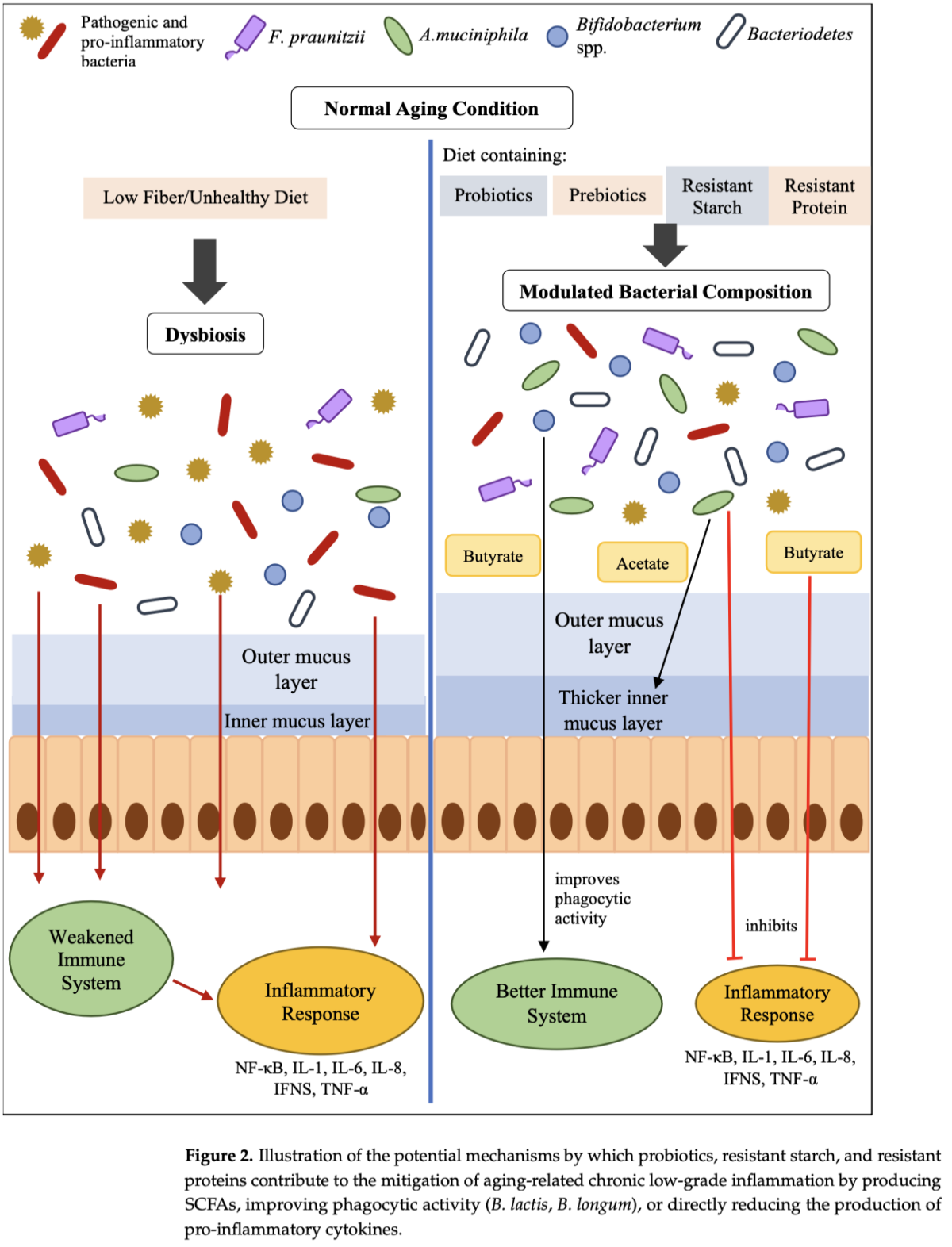 The Akkermansia Revolution: How Resistant Potato Starch Supports ...