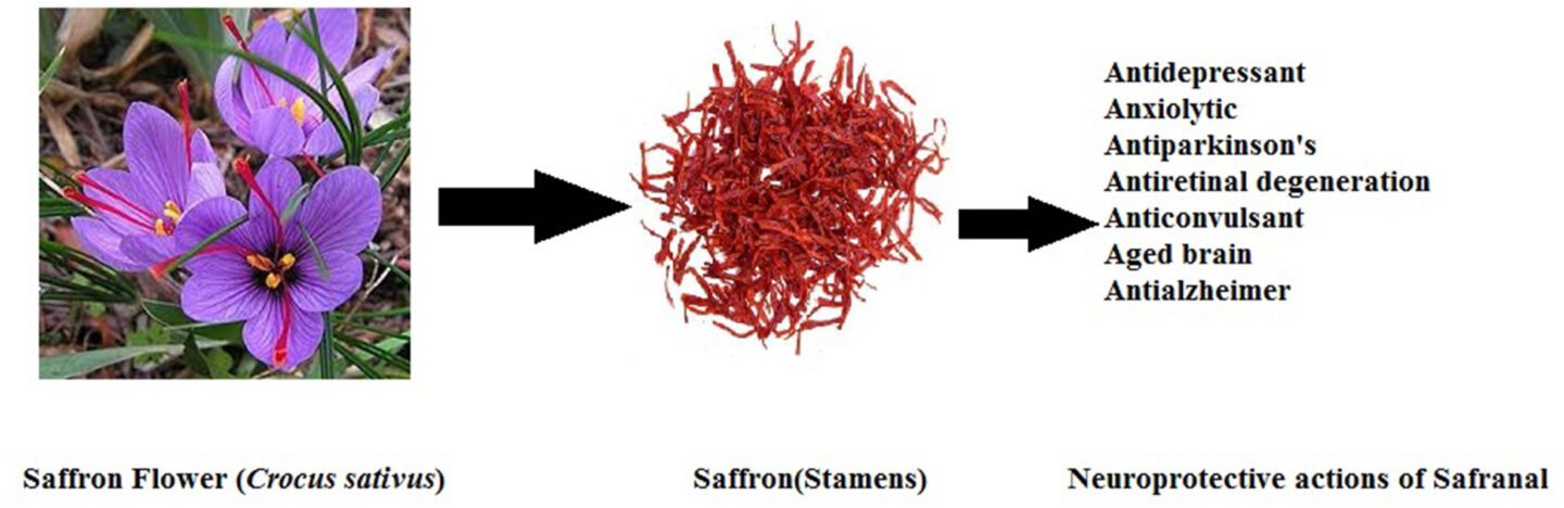 The Supreme Guide to Saffron: Nature's Multi-Target Mood, Mind, and ...