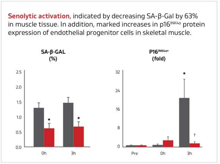 Senactiv from NuLiv Science: Regenerate Senescent Cells and Perform Better