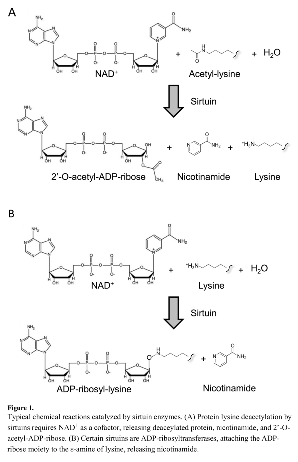 NMN Supplements (Nicotinamide Mononucleotide): The NAD+ Energy Precursor